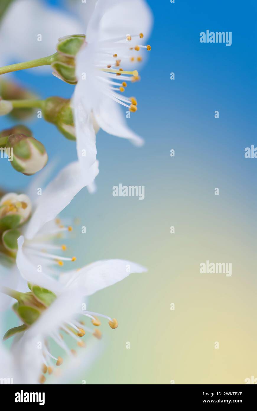 Cherry blossom Prunus avium, against blue sky, March Stock Photo - Alamy