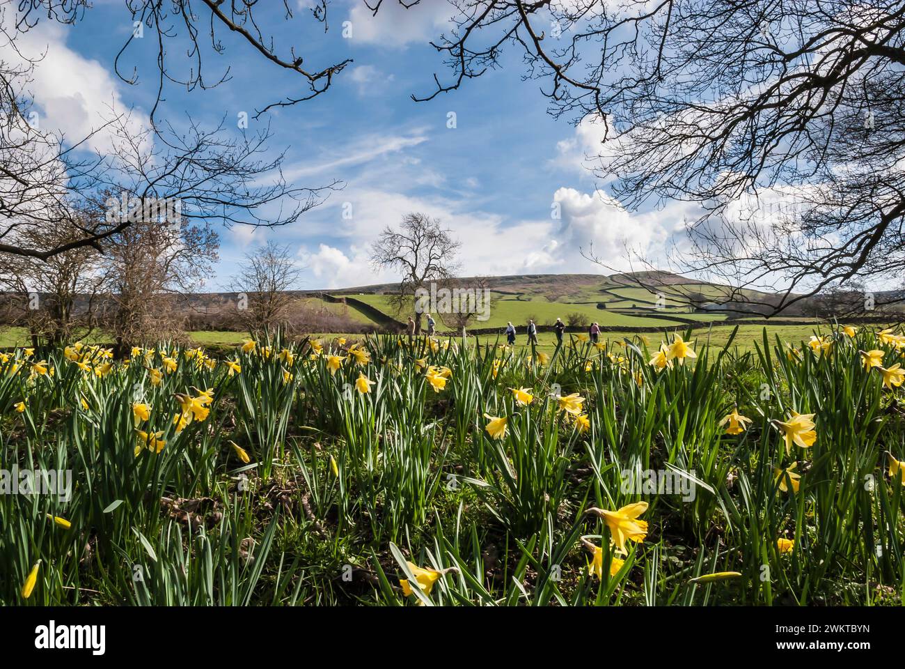 Walkers enjoying the Wild Daffodils Narcissus pseudonarcissus, Lenten ...