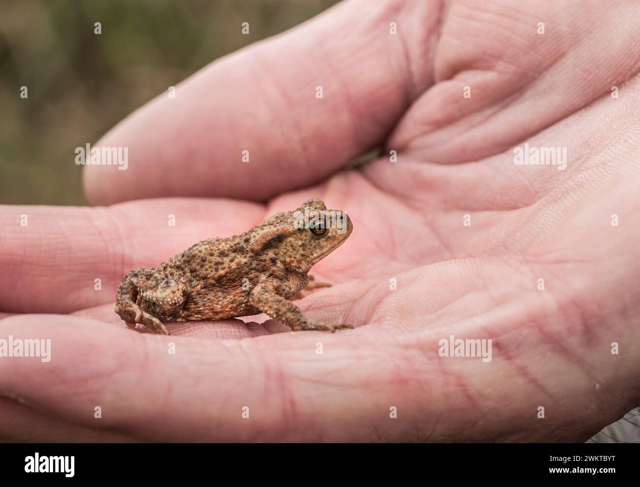 Young Common toad Bufo bufo, sitting on a hand, May Stock Photo - Alamy