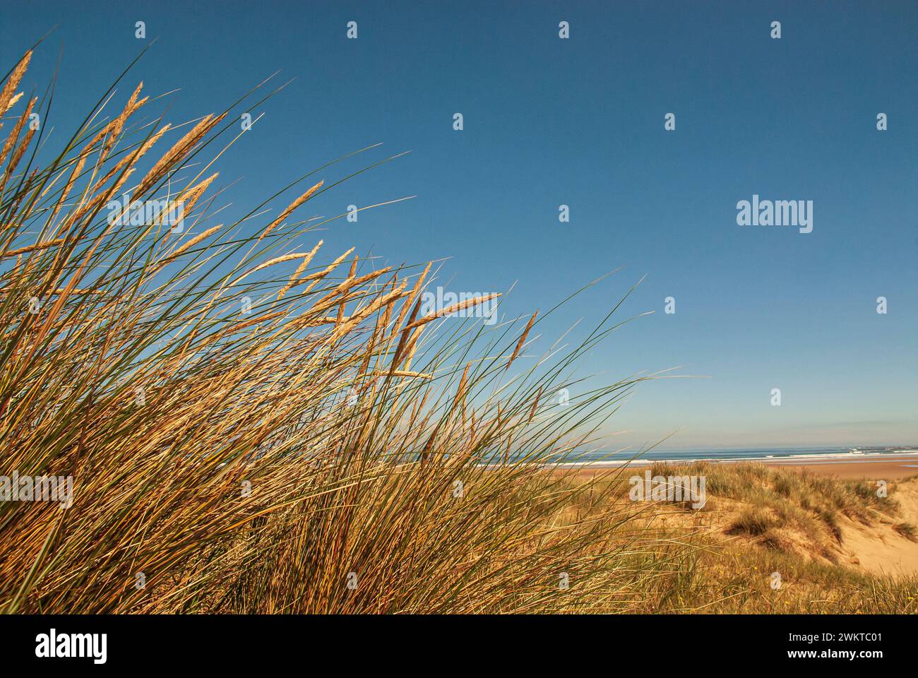 Marram grass - Ammophila arenaria, growing on the edge of a beach ...