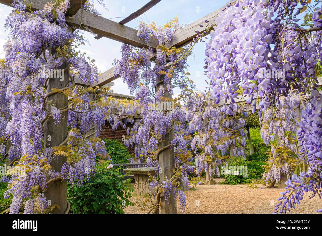Wisteria, Wistaria sinensis, climbing plant, twining stems with hanging ...