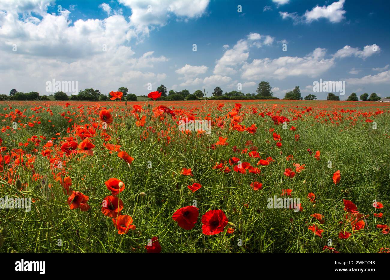 Vibrant red poppies blooming hi-res stock photography and images - Alamy