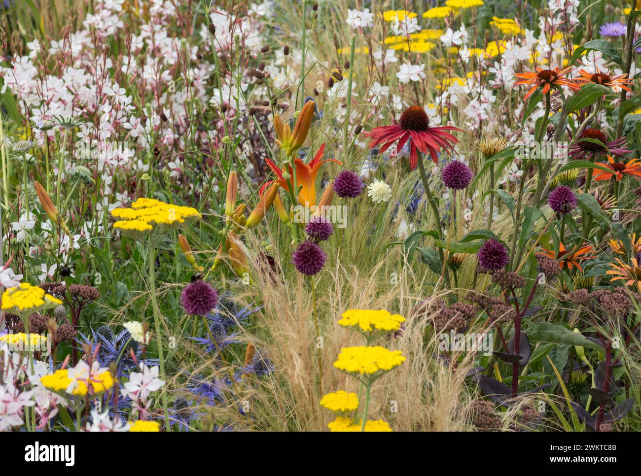 Colourful insect friendly mixed flower border with Coneflowers, Yarrow ...