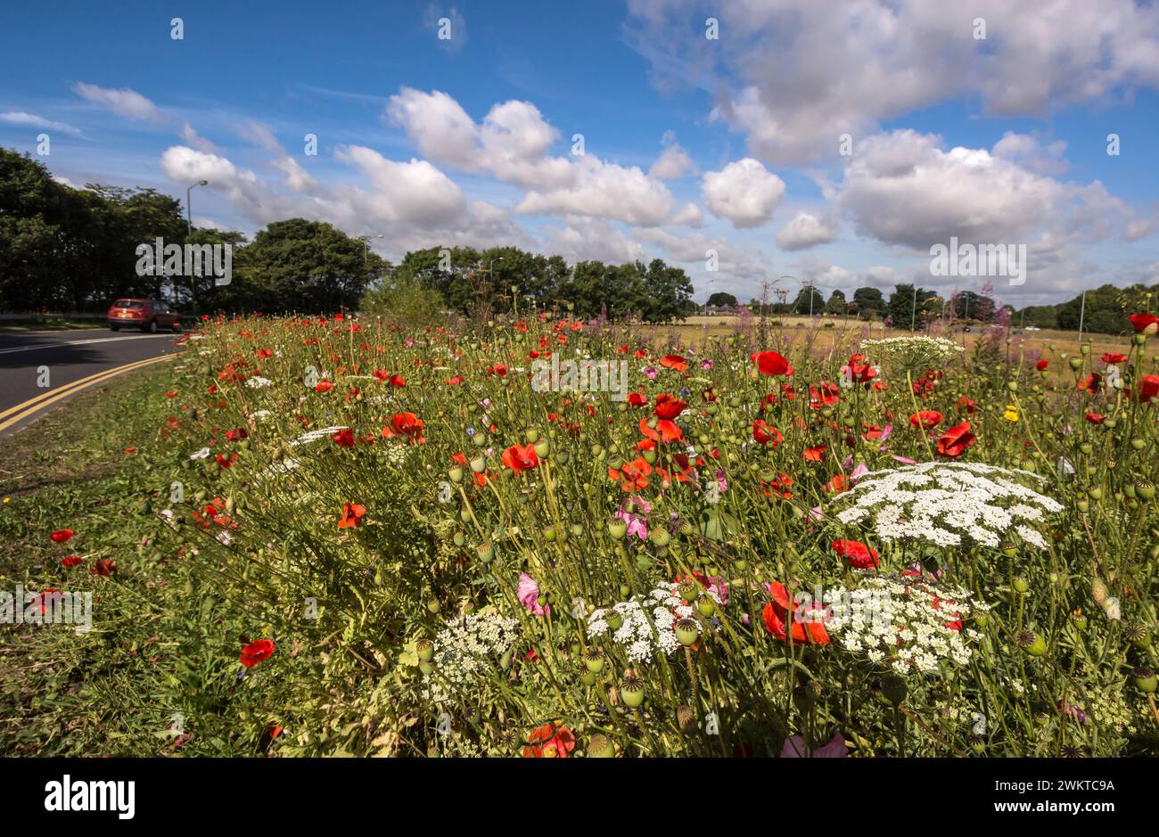 Mixed wildflowers have been sewn as seeds on a roadside verge, Co ...