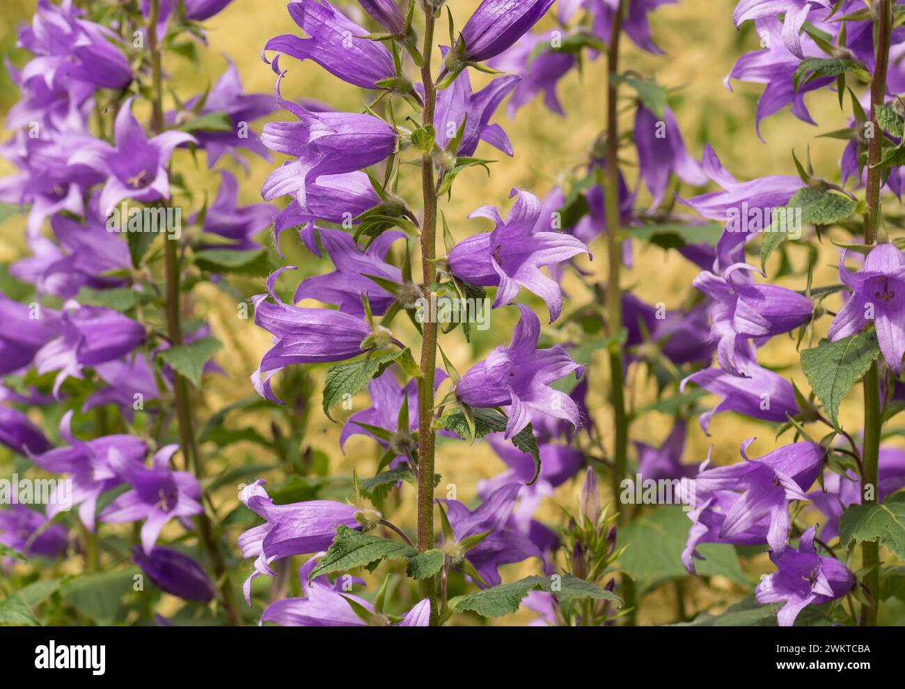 Campanula latifolia giant bellflower, group of tall stems blooming in a ...