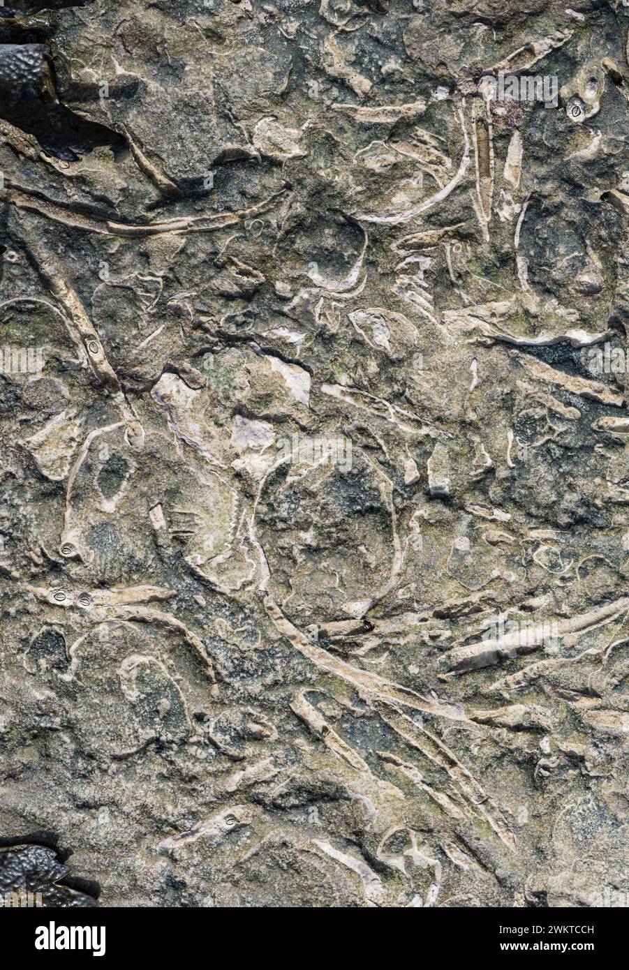 Fossil debri hi-res stock photography and images - Alamy
