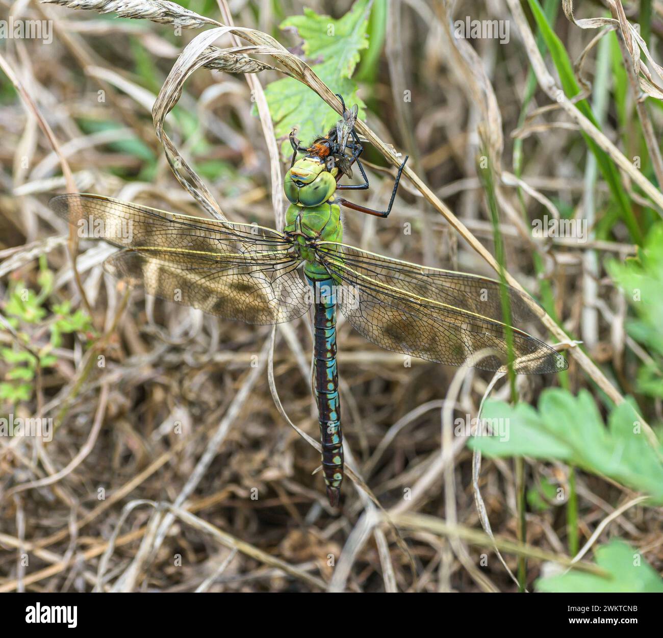 Emperor Dragonfly Anax imperator, female clinging to a grass stem to ...