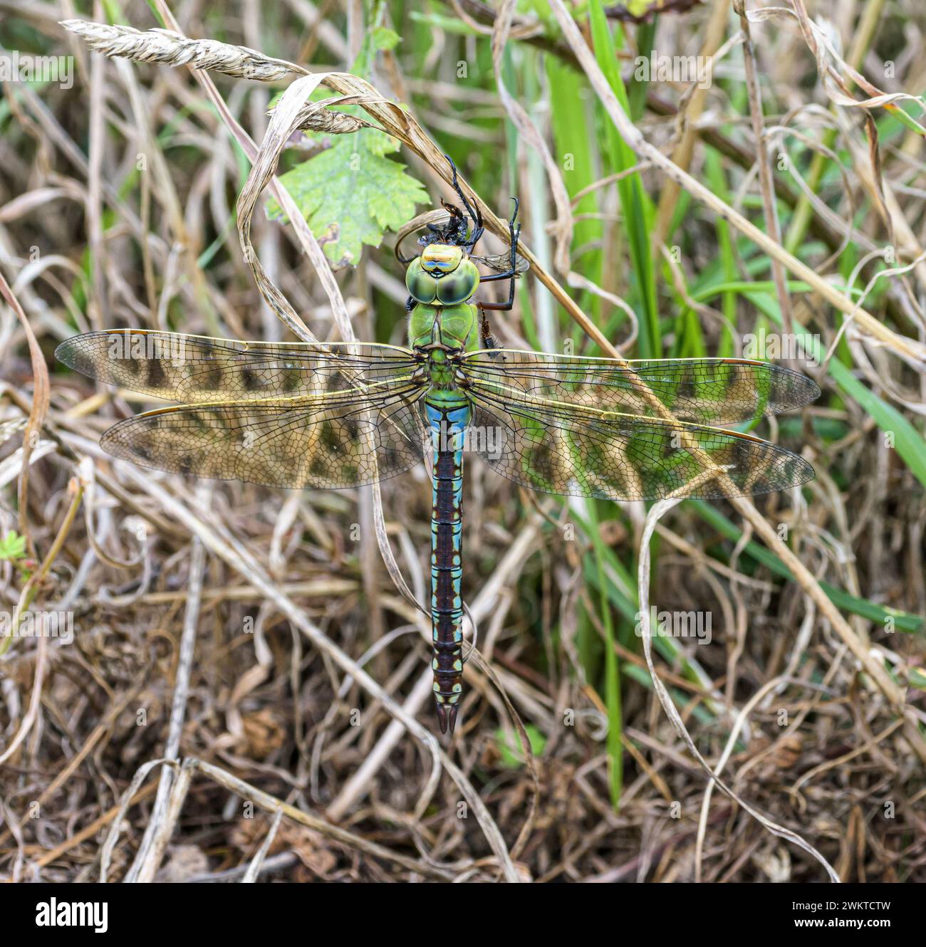 Emperor Dragonfly Anax imperator, female clinging to a grass stem to ...