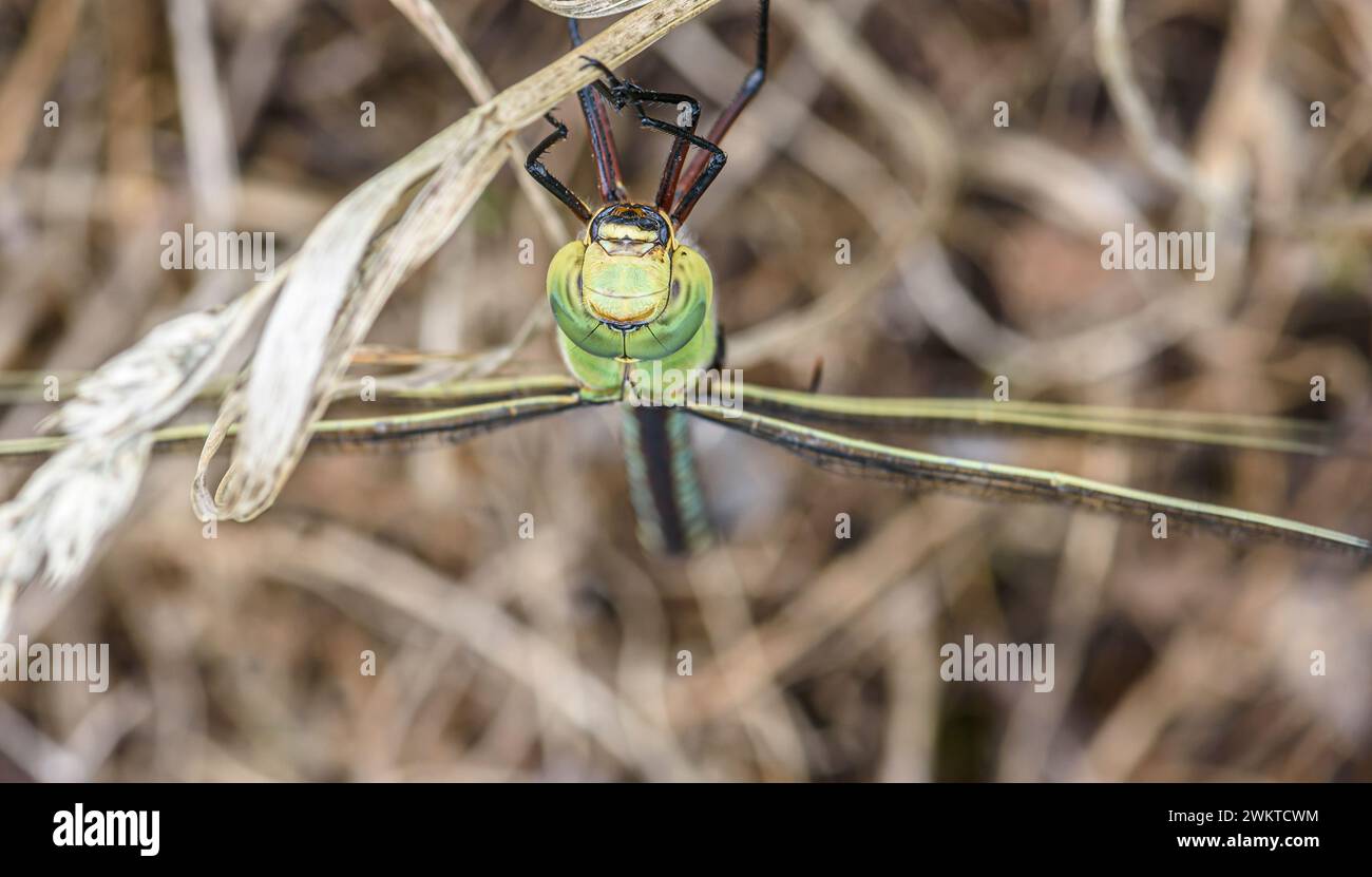Emperor Dragonfly Anax imperator, macro image, overhead view of insect ...