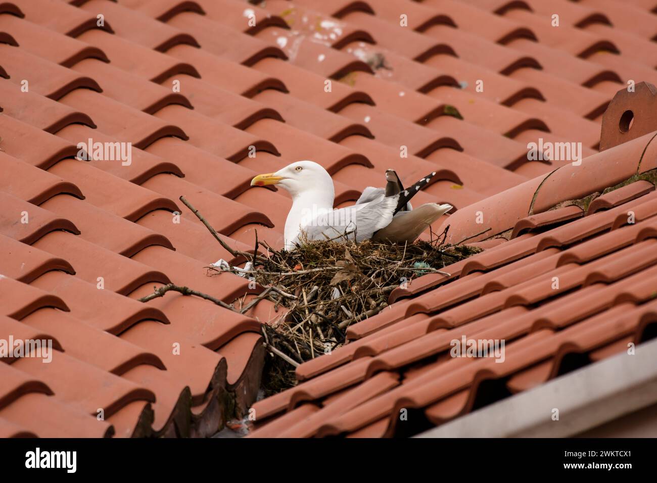 Herring gull Larus argentatus, sitting on nest built on tiled roof of ...