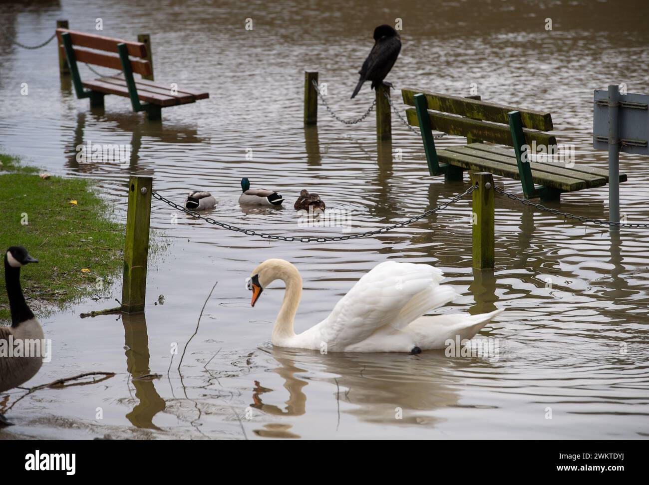 Datchet, Berkshire, UK. 22nd February, 2024. A swan swims through ...