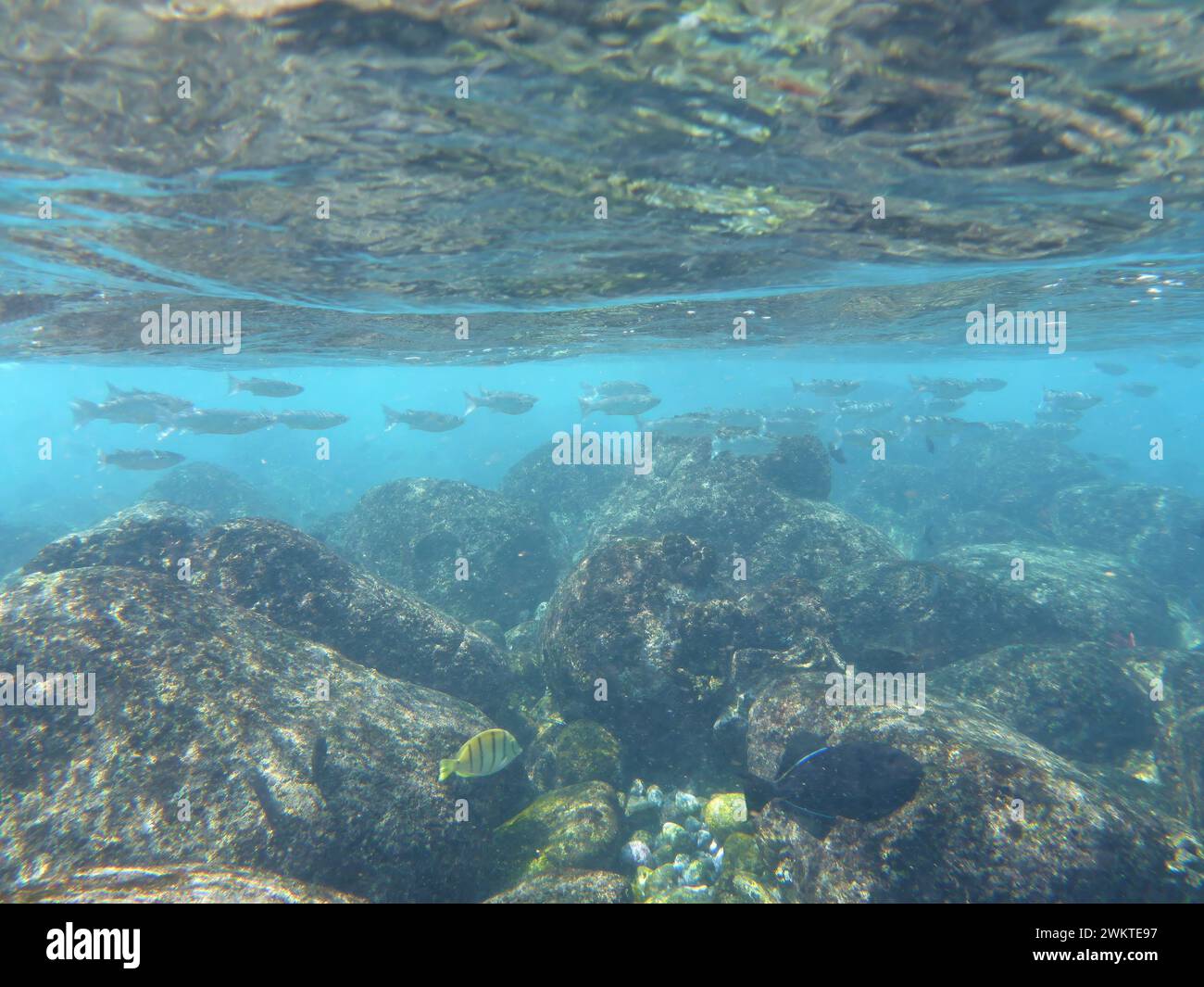 swimming under the ocean in Hawaii, Big Island, USA Stock Photo - Alamy
