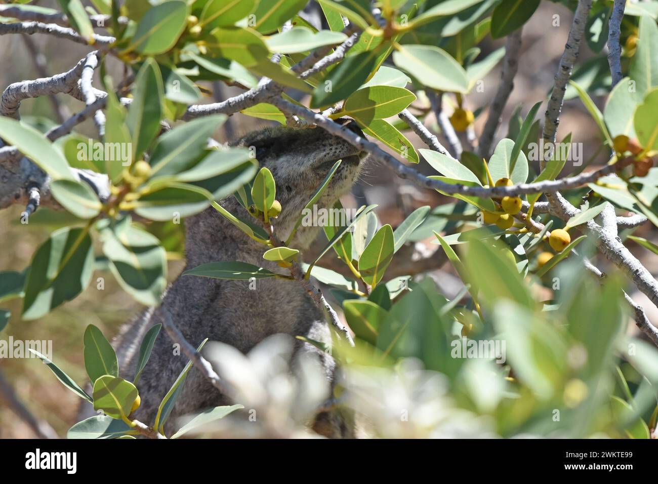 Black-flanked (also called black-footed) Rock Wallaby foraging in a ...