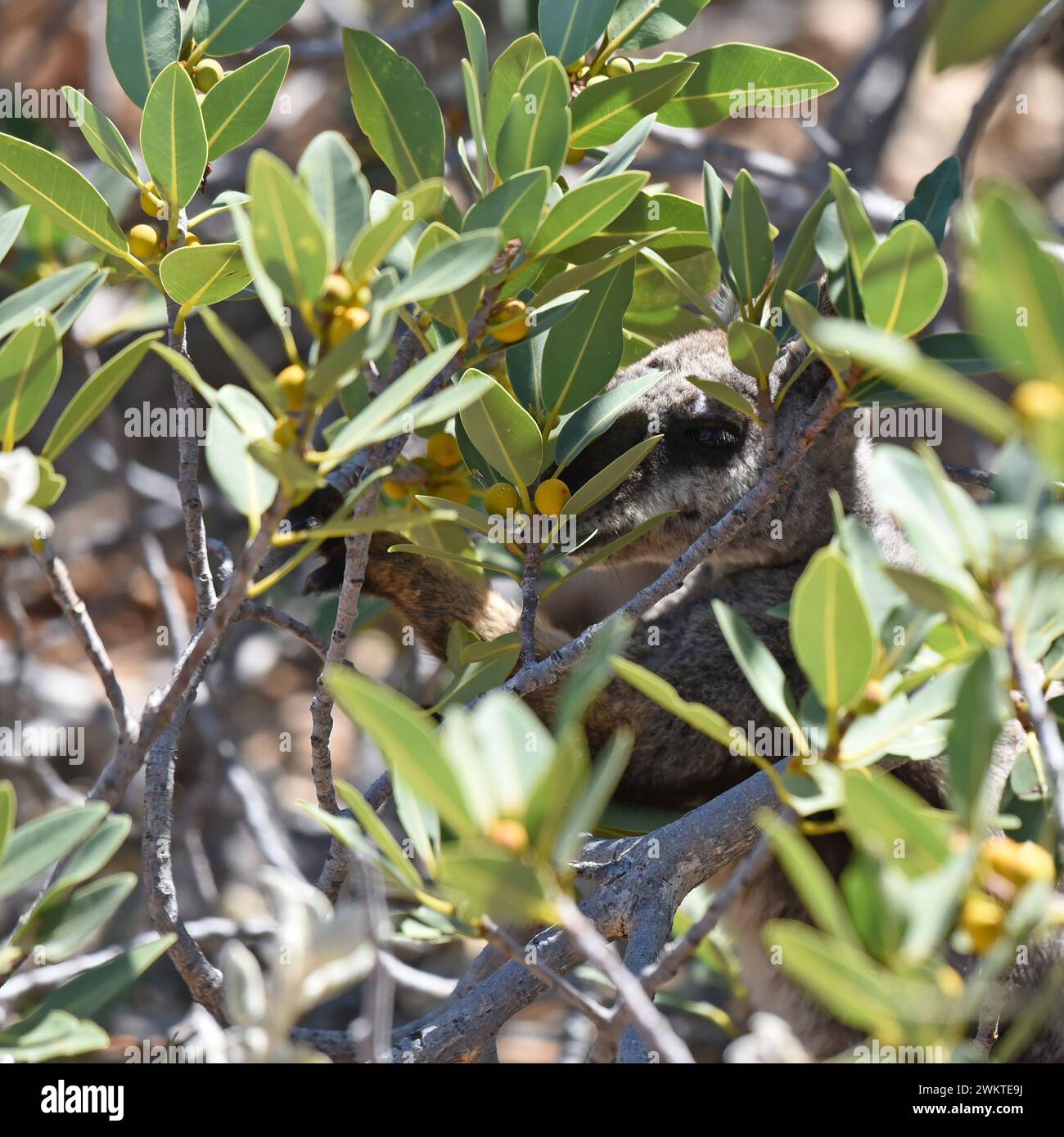 Black-flanked (also called black-footed) Rock Wallaby foraging in a ...