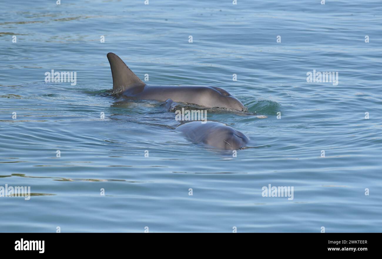 Bottlenose dolphin monkey mia in hi-res stock photography and images ...