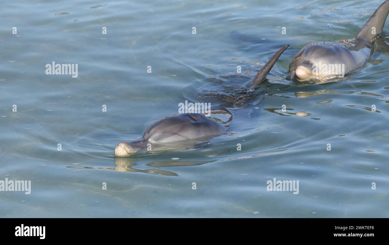 Bottle nosed dolphin eating hi-res stock photography and images - Alamy