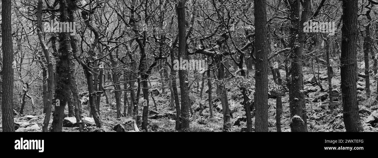 Winter view of ancient woodland in Padley Gorge near Grindleford ...