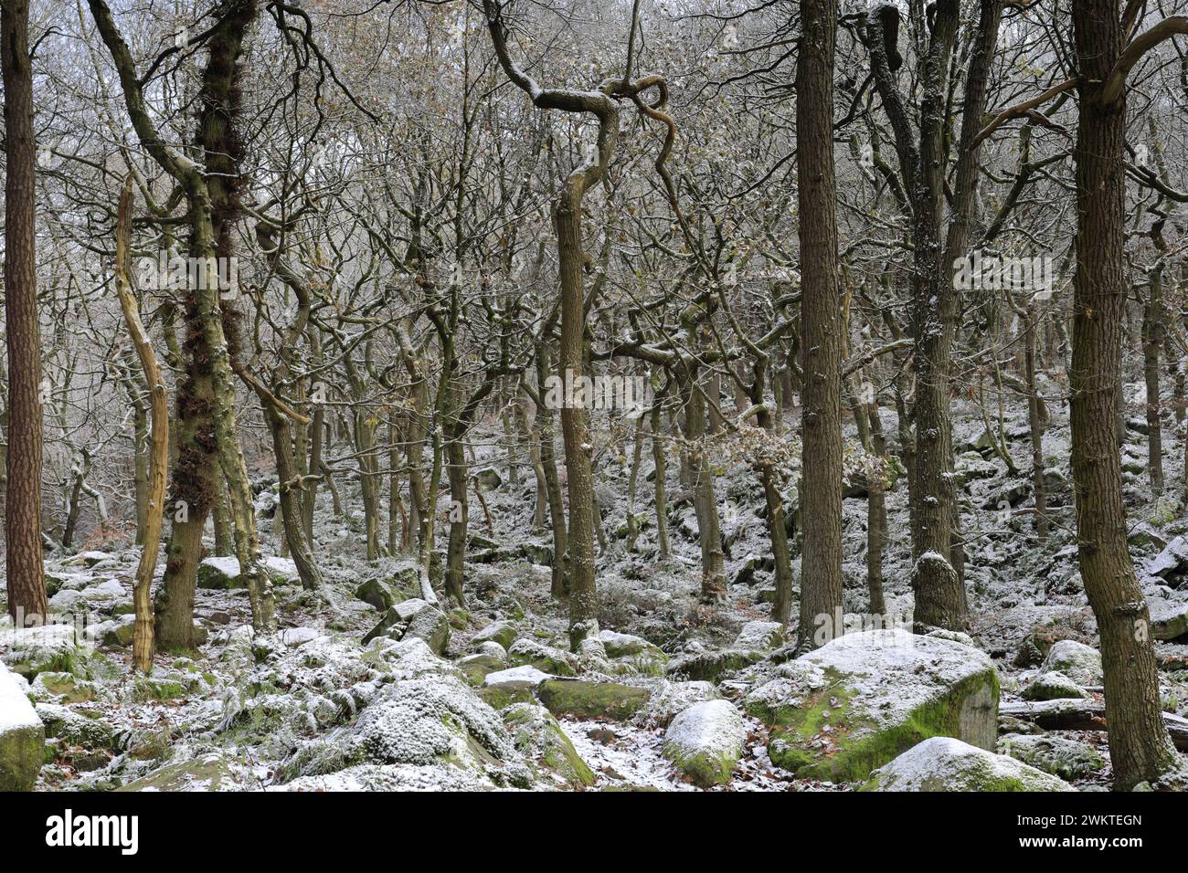 Winter view of ancient woodland in Padley Gorge near Grindleford ...