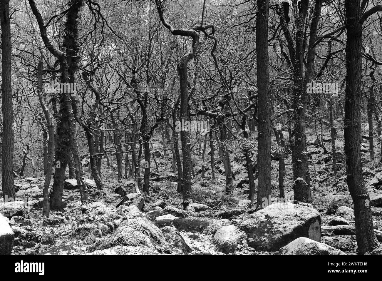 Winter view of ancient woodland in Padley Gorge near Grindleford ...