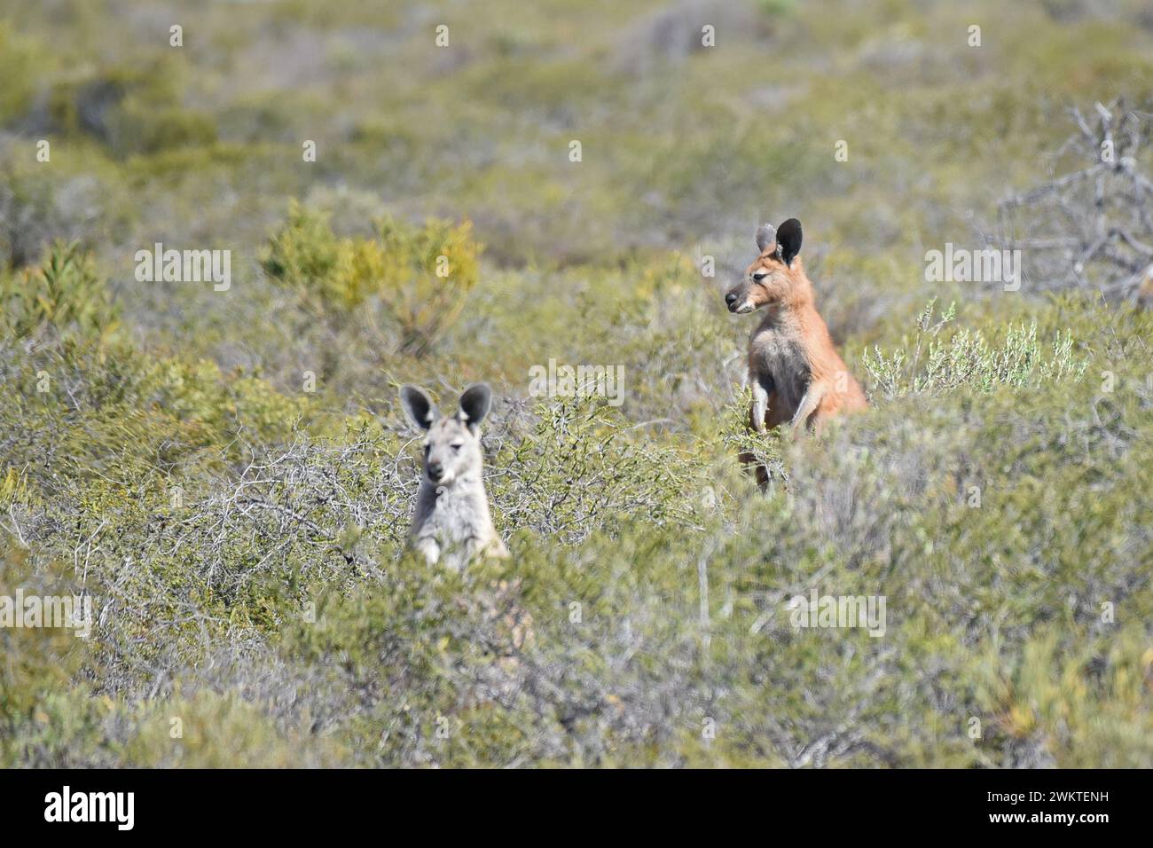 The Red kangaroo (Macropus rufus) is one of the largest living ...