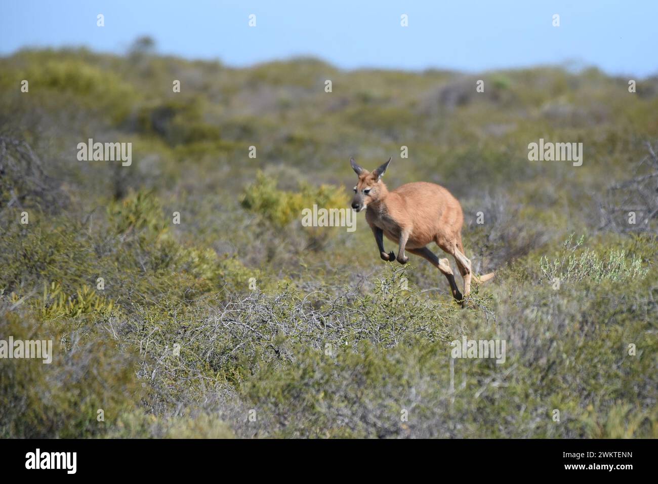 Kangaroo in nature landscape hi-res stock photography and images - Alamy