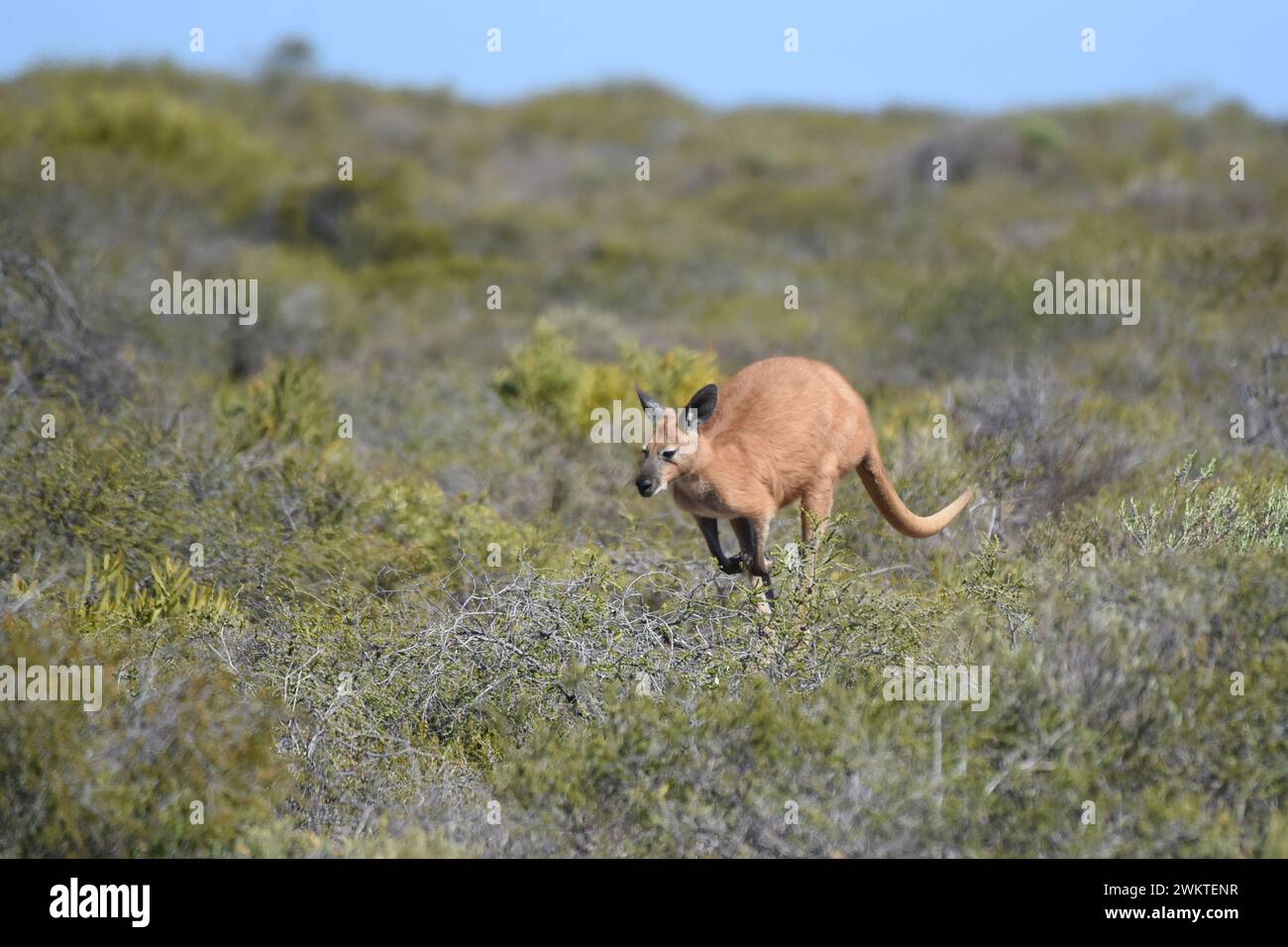 Kangaroo in nature landscape hi-res stock photography and images - Alamy