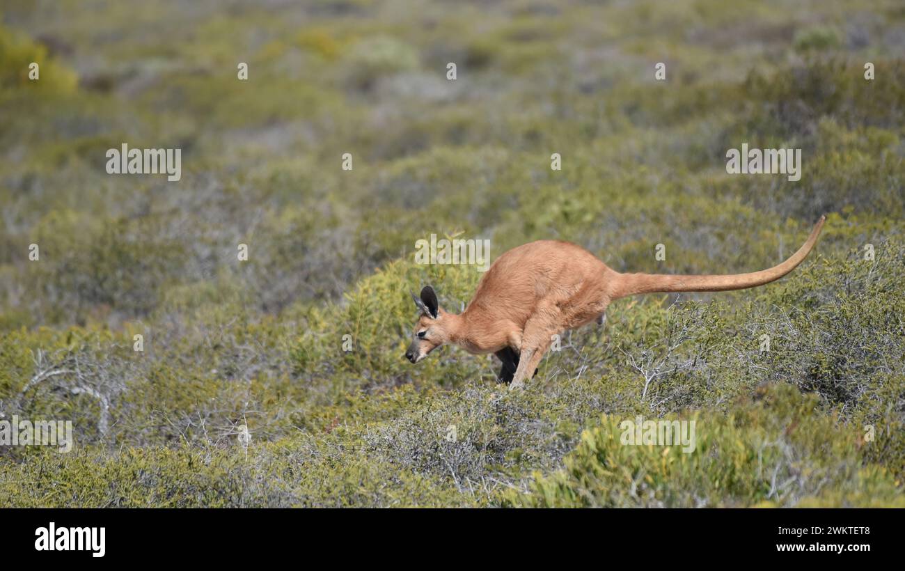 Kangaroo in nature landscape hi-res stock photography and images - Alamy