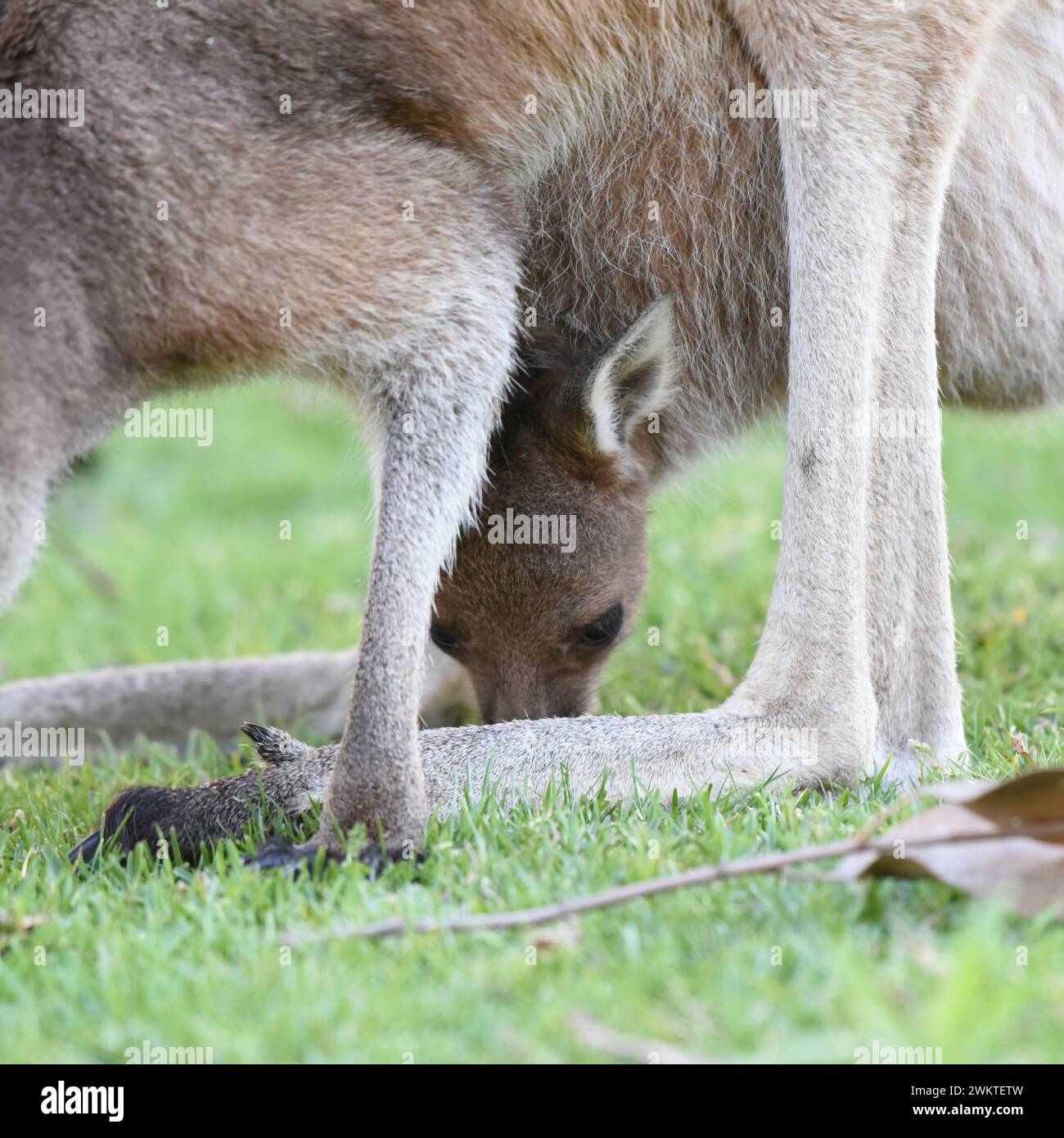Grey kangaroo joey in pouch hi-res stock photography and images - Alamy