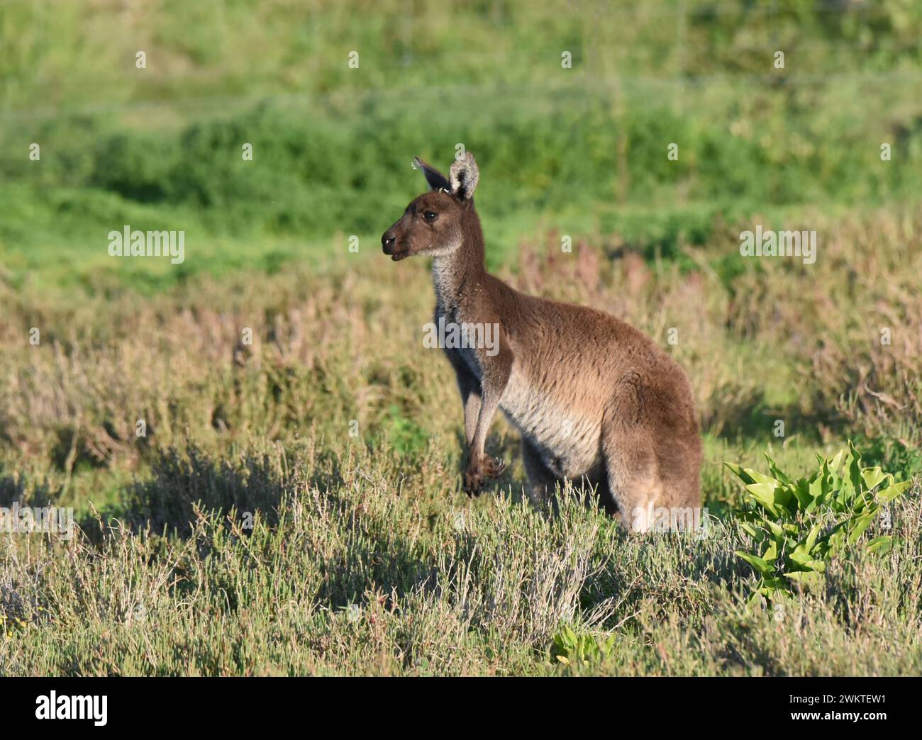 Kangaroo in nature landscape hi-res stock photography and images - Alamy