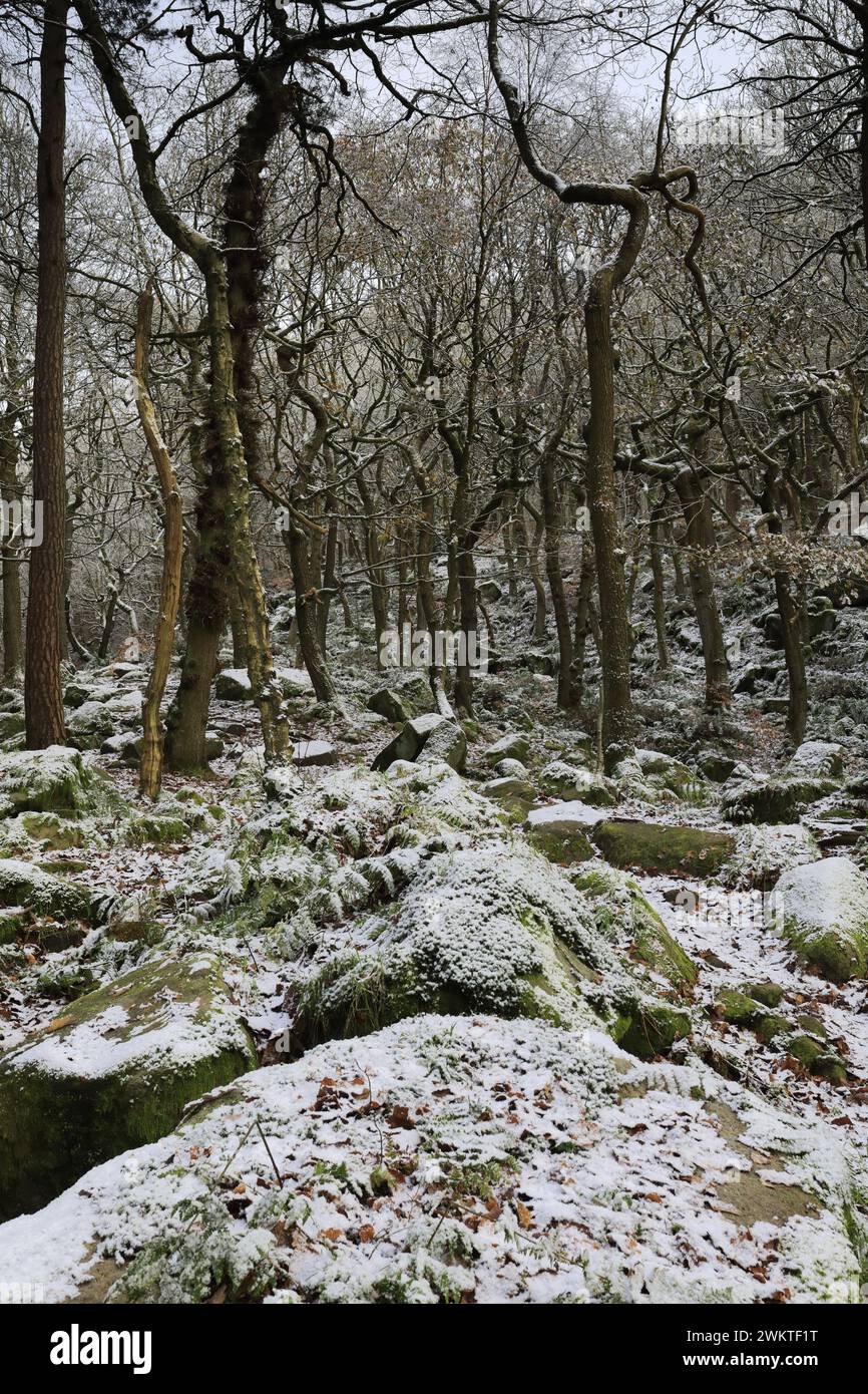 Winter view of ancient woodland in Padley Gorge near Grindleford ...