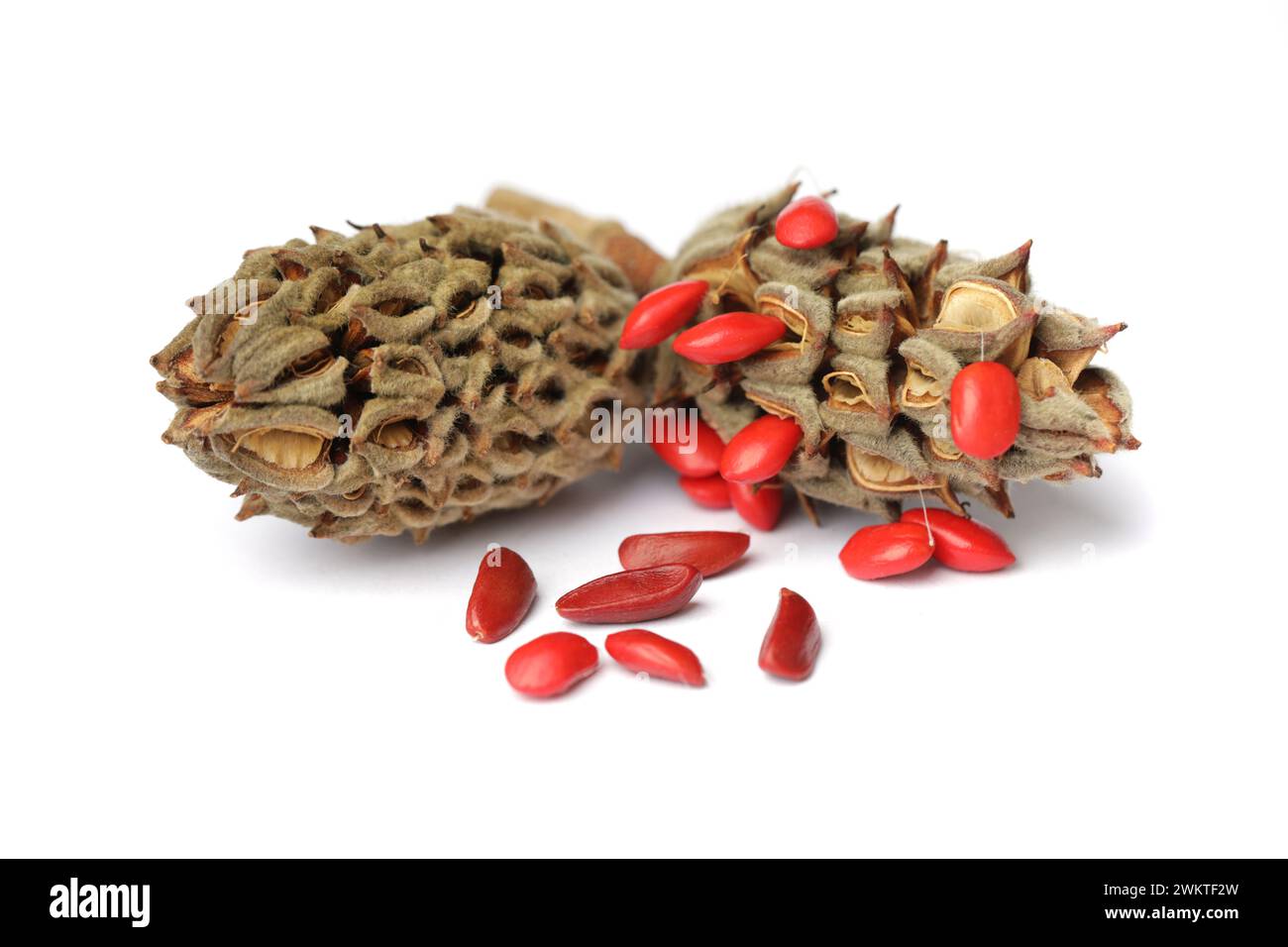 Magnolia tree cone fruit with ripe red seeds on white background Stock ...