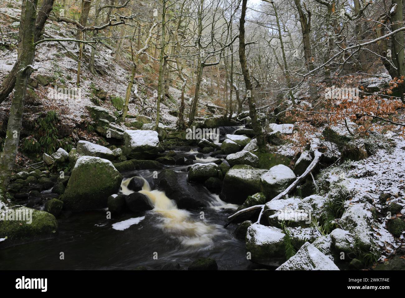 Winter view of ancient woodland in Padley Gorge near Grindleford ...