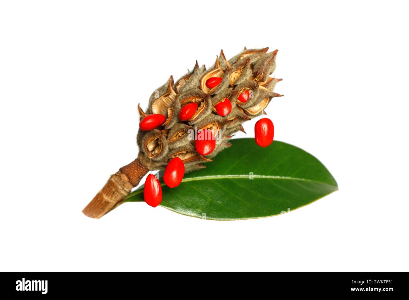 Magnolia Grandifora fruits cone with green leaf and red seeds on white ...