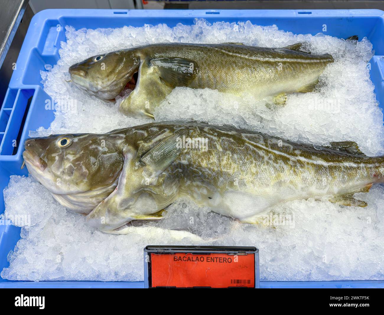 Fresh fish in supermarket, Alicante, Spain Stock Photo - Alamy