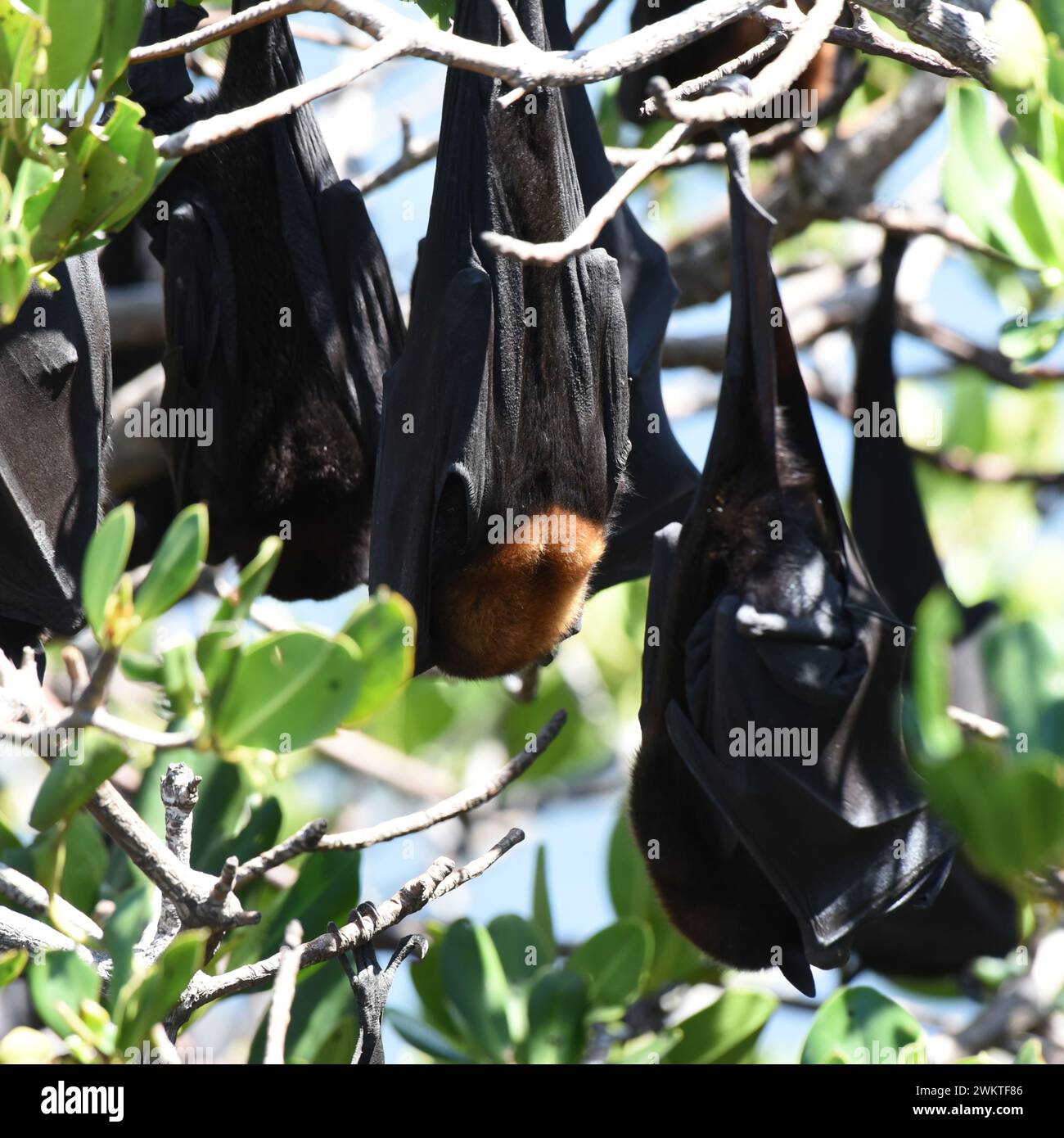 Flying foxes in tree hi-res stock photography and images - Alamy