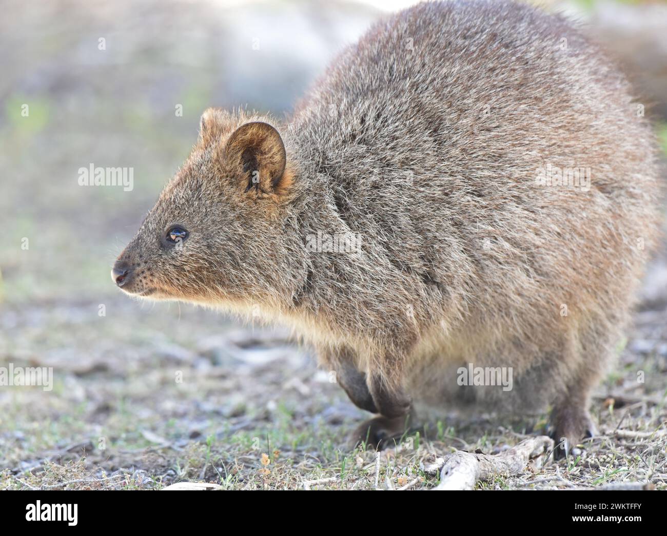Close-up image of Quokka (Setonix brachyurus) on Rottnest Island Stock ...