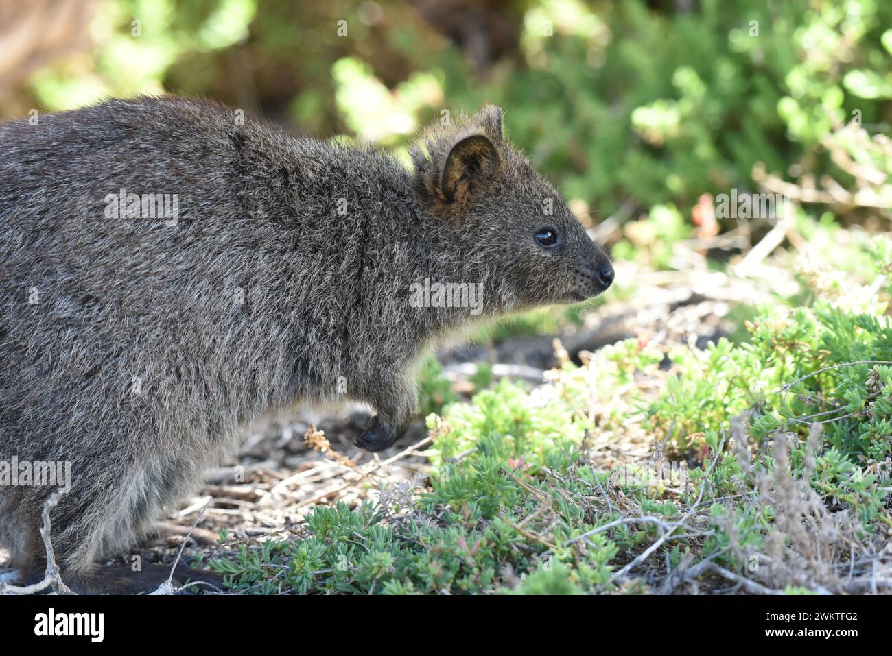 Close-up image of Quokka (Setonix brachyurus) on Rottnest Island Stock ...