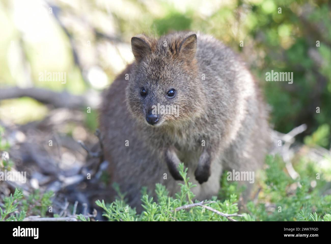 Close-up image of Quokka (Setonix brachyurus) on Rottnest Island Stock ...