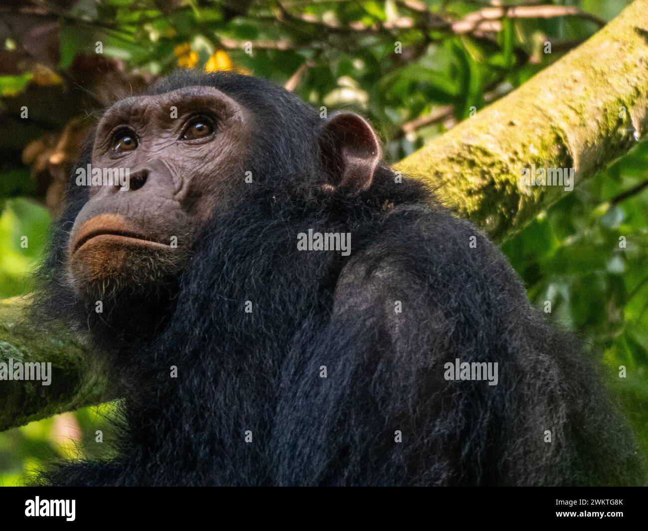 Chimpanzee in the Kyambura Gorge, in the eastern part of Queen ...
