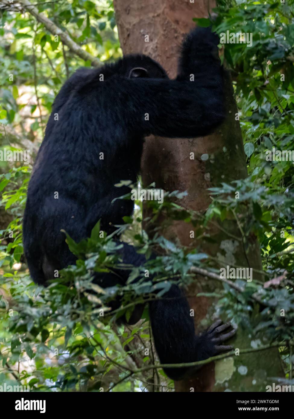 Chimpanzee in the Kyambura Gorge, in the eastern part of Queen ...