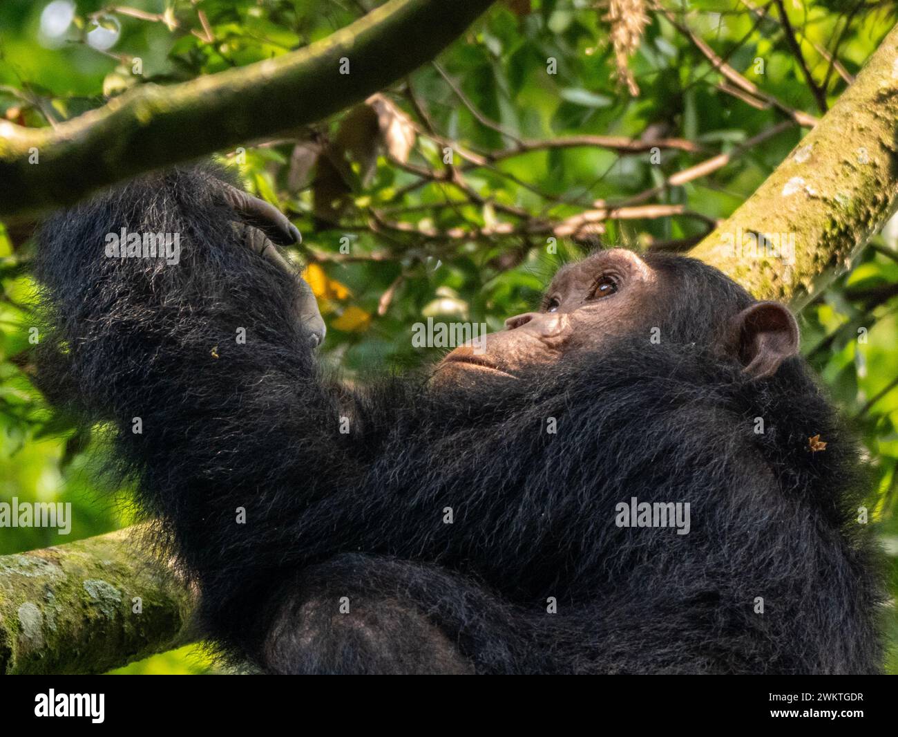 Chimpanzee in the Kyambura Gorge, in the eastern part of Queen ...