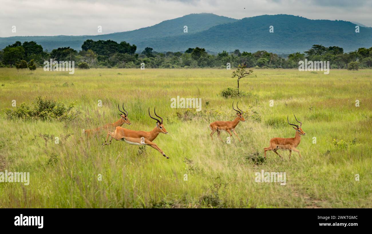 Four male impala (aepyceros melampus) leap and run in Mikumi National ...