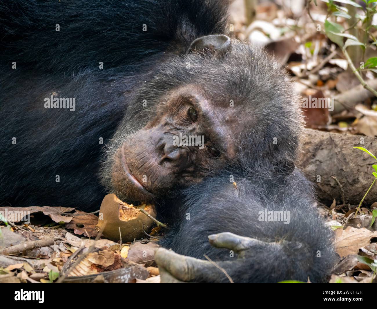 Chimpanzee in the Kyambura Gorge, in the eastern part of Queen ...