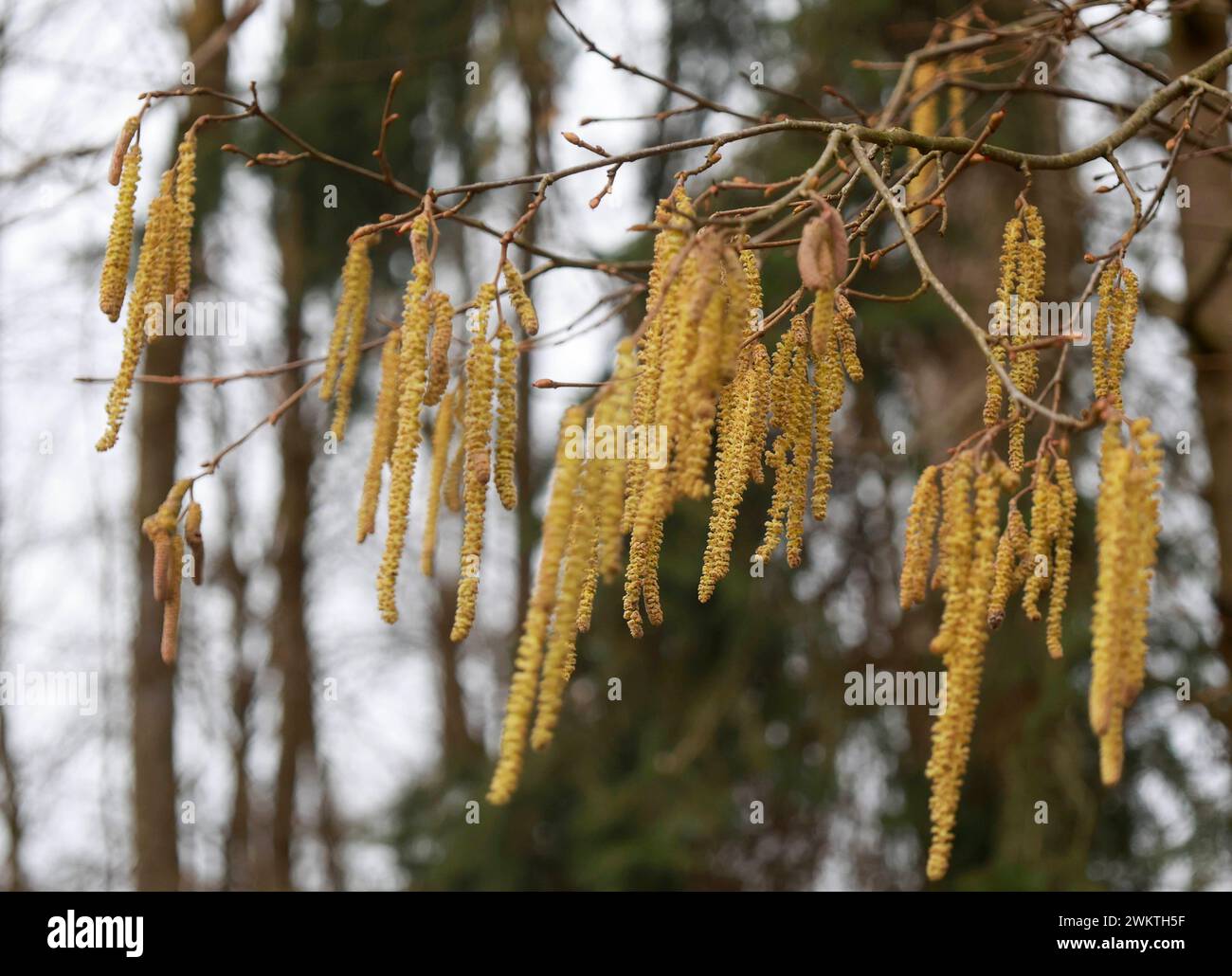 Spr symbol hi-res stock photography and images - Alamy