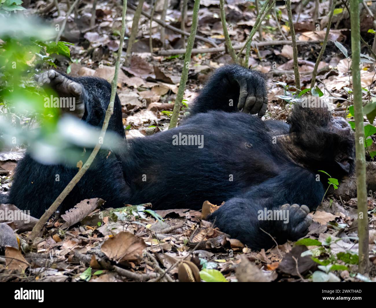 Chimpanzee in the Kyambura Gorge, in the eastern part of Queen ...