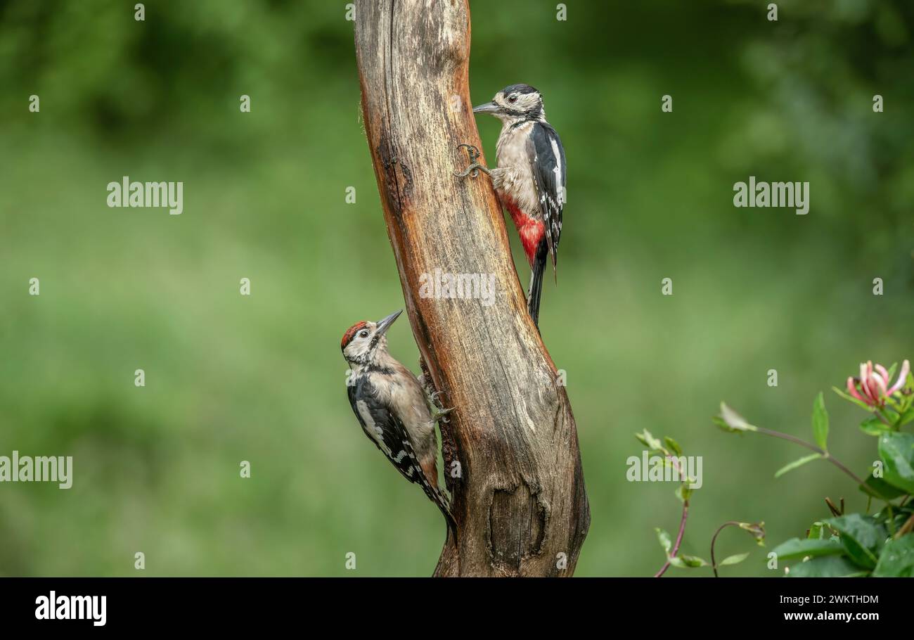 Woodpecker female and a baby perched on the side of a tree trunk with a ...