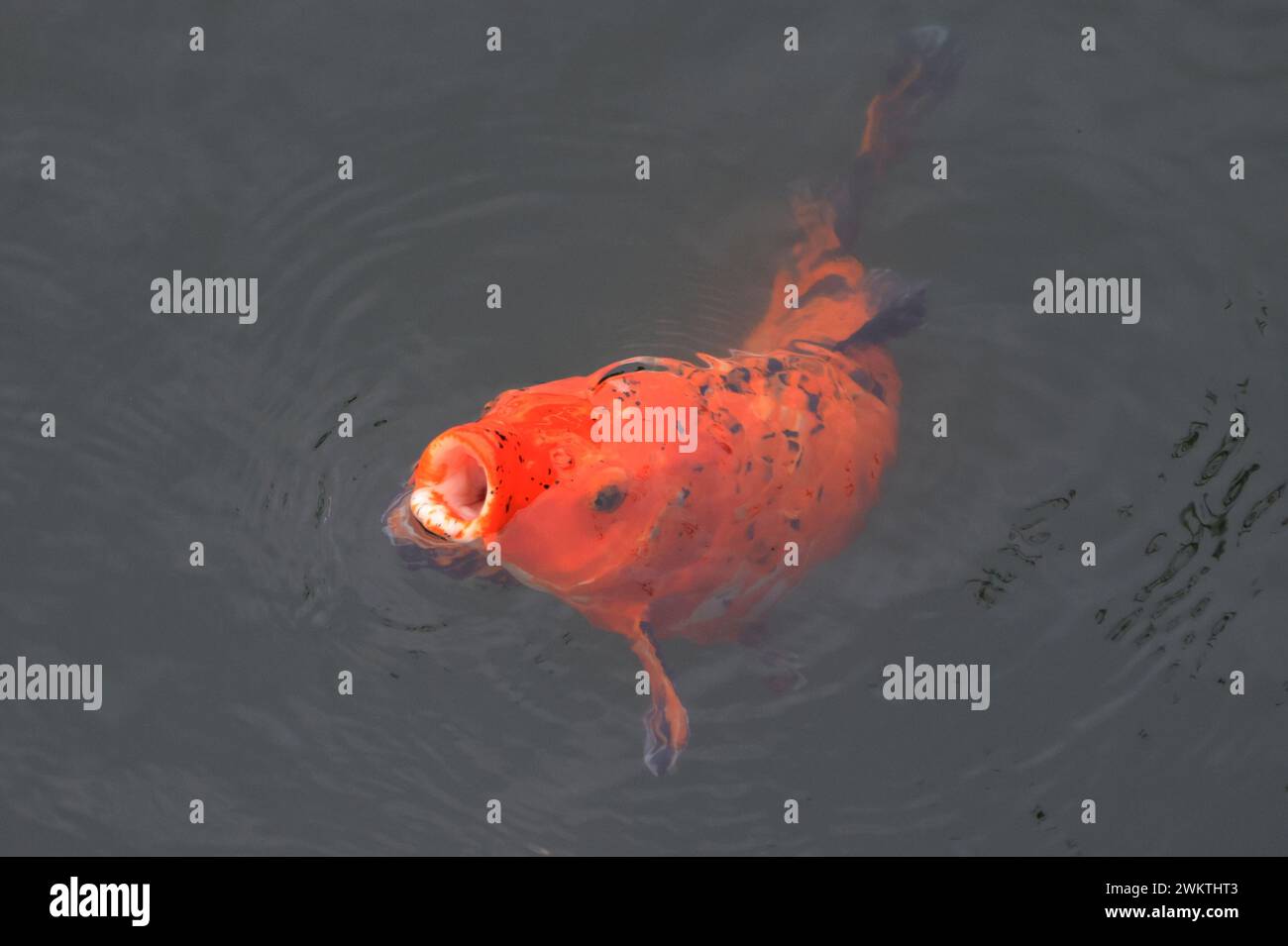 Koi Fish inside a pond of the Imperial Citadel of Hue Stock Photo - Alamy