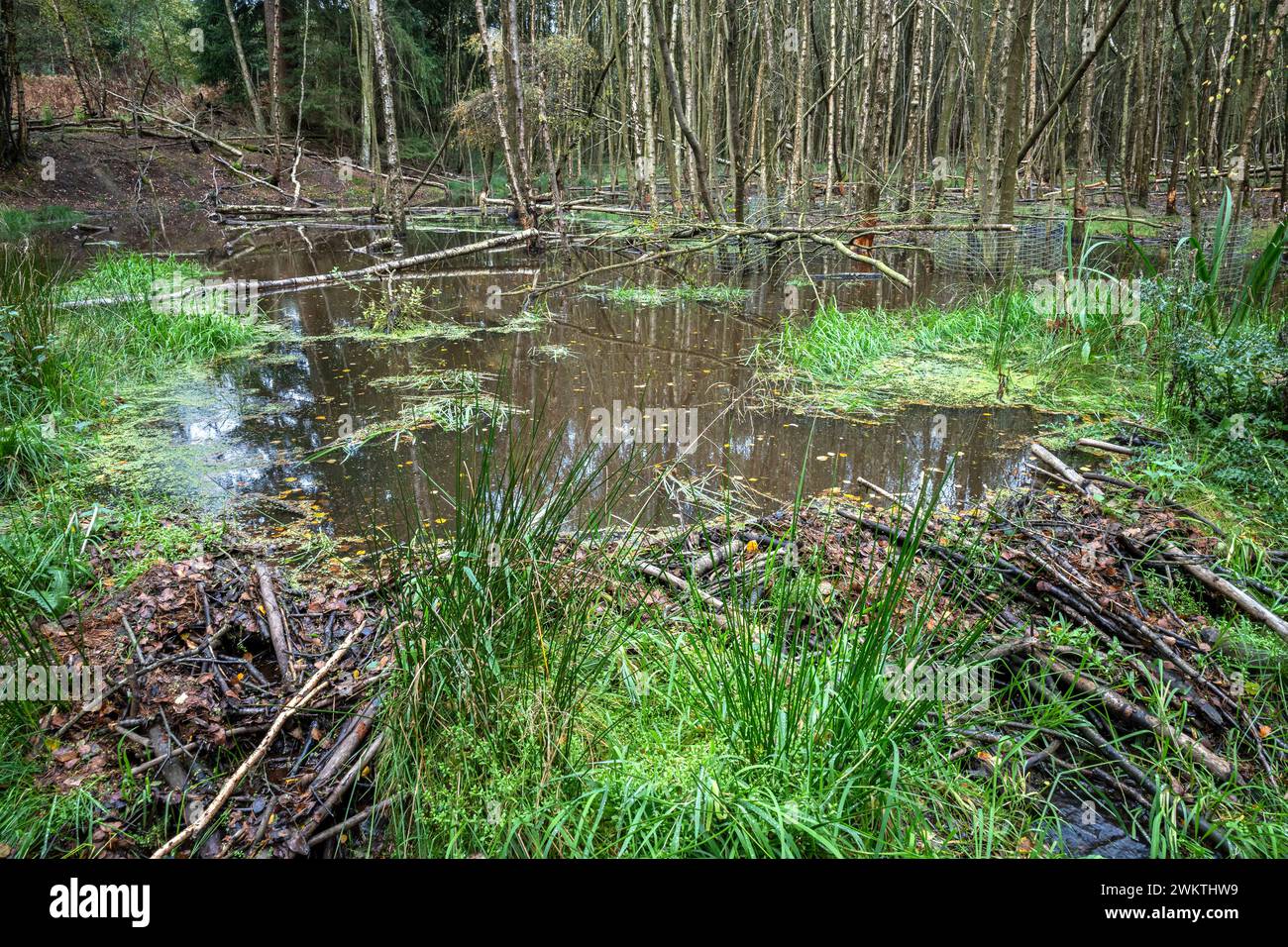 Beaver dams in Cropton Forest Stock Photo - Alamy