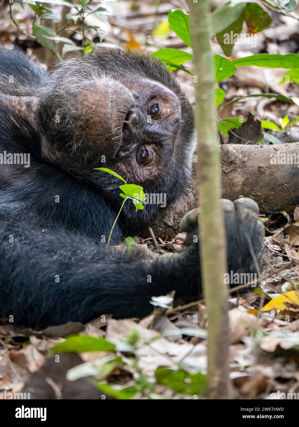 Chimpanzee in the Kyambura Gorge, in the eastern part of Queen ...
