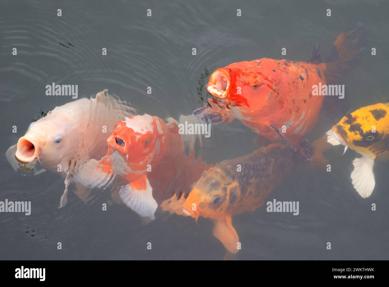 Koi Fish inside a pond of the Imperial Citadel of Hue Stock Photo - Alamy
